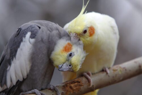 Nimfa | Magazyn zooplus