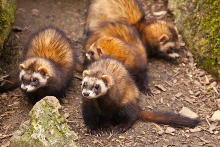 Fretka domowa | Magazyn o zwierzętach zooplus