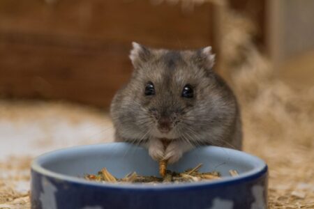 Chomiki | wszystko o gryzoniach w Magazynie zooplus