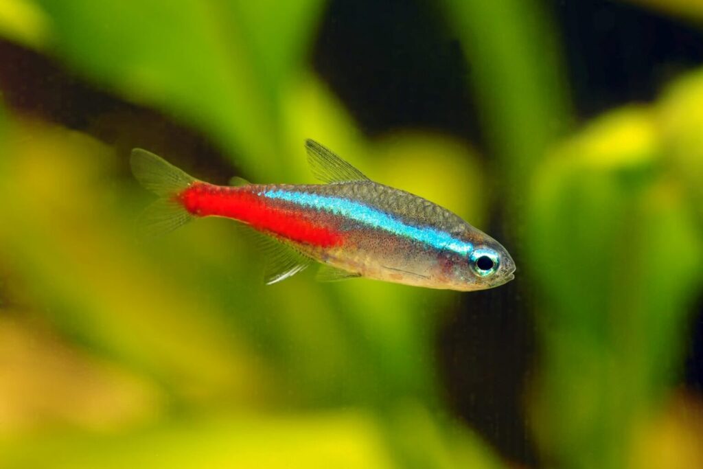 Bystrzyk neonowy | Magazyn zooplus