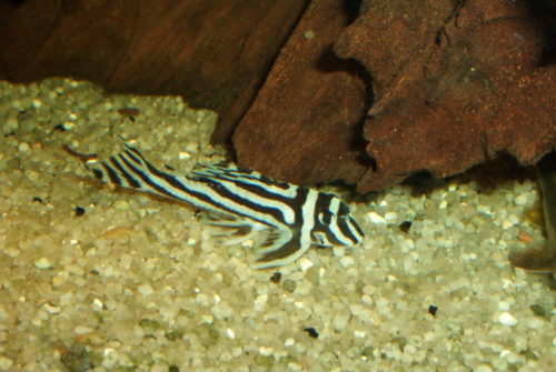 Zbrojnik zebrowaty - akwarystyka w Magazynie zooplus