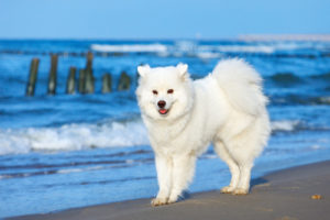 Samojed (Samoyed) | wszystko o rasie w Magazynie zooplus