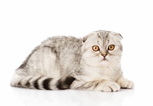 Kot szkocki zwisłouchy (Scottish Fold) | rasy kotów w Magazynie zooplus