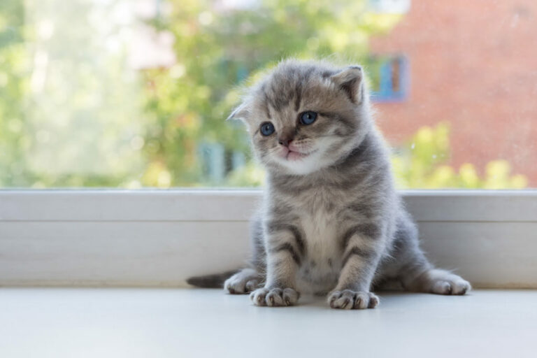 Kot szkocki zwisłouchy (Scottish Fold) | Magazyn zooplus