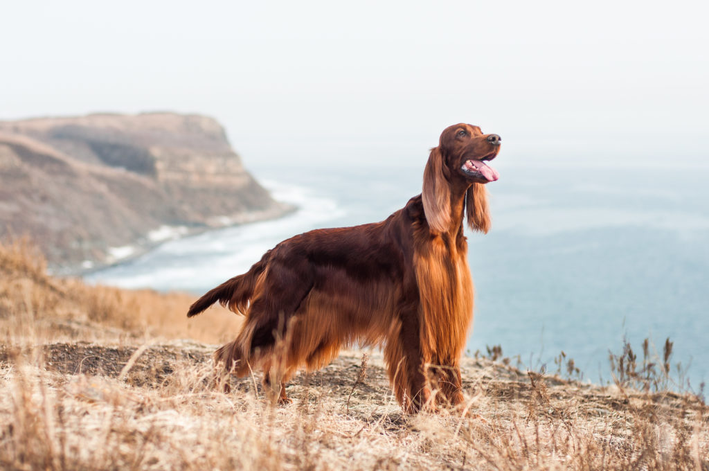 Seter irlandzki mahoniowy (Irish Red Setter) | Magazyn zooplus