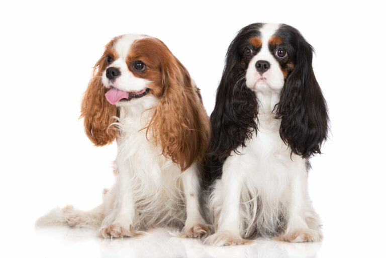 Cavalier King Charles Spaniel | wszystko o rasie w Magazynie zooplus Cavalier King Charles Spaniel | wszystko o rasie w Magazynie zooplus