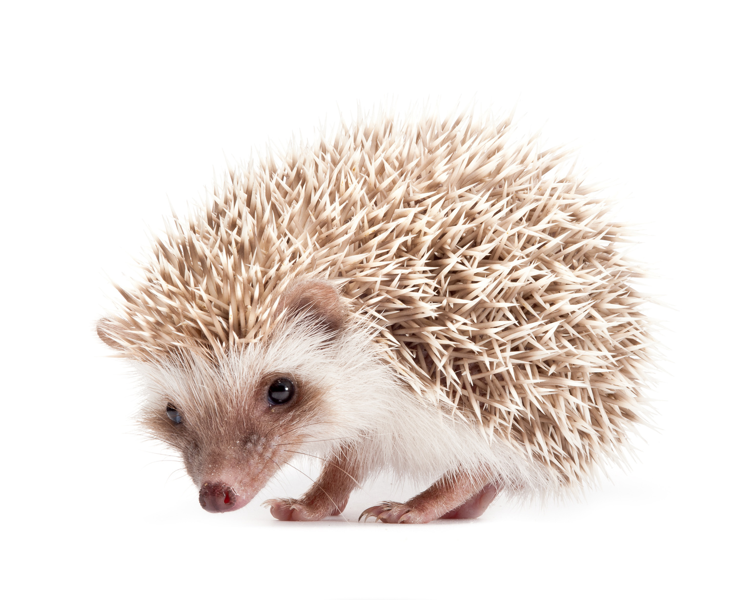 Jeż afrykański białobrzuchy | małe zwierzęta w Magazynie zooplus