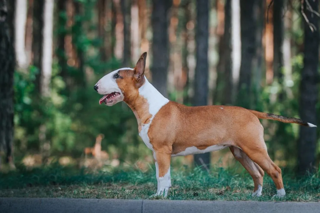 Bulterier | Magazyn zooplus