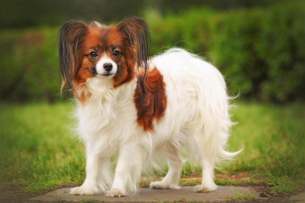 Spaniel kontynentalny (papillon) | Magazyn zooplus