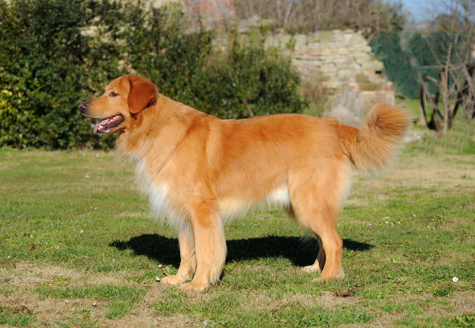 Hovawart | wszystko o rasie psa w Magazynie zooplus