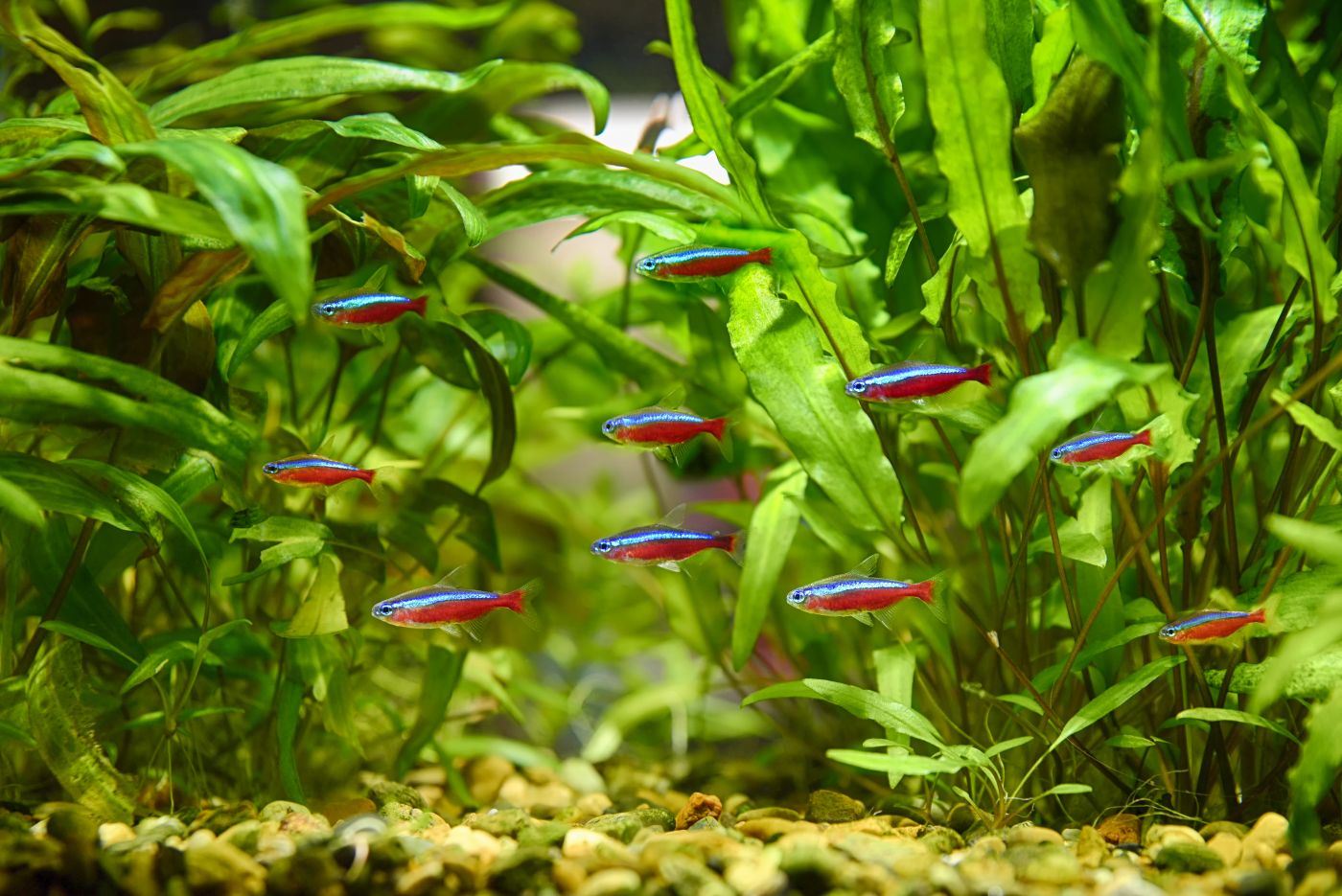 Neon czerwony (Paracheirodon axelrodi) | Magazyn zooplus