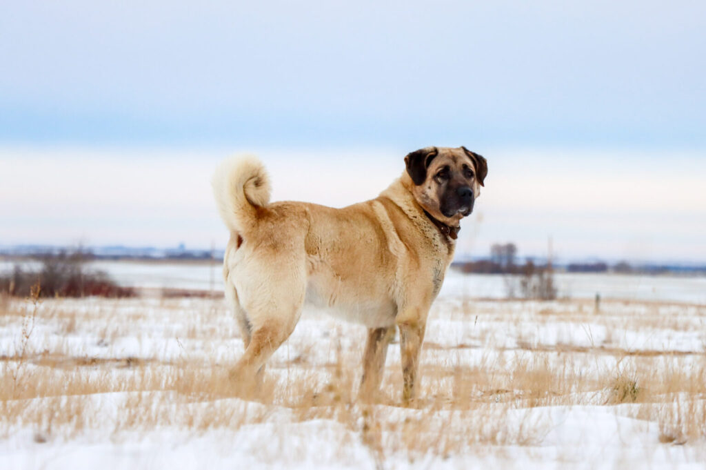 Drugi pies: Jakie rasy psów do siebie pasują? | Magazyn zooplus