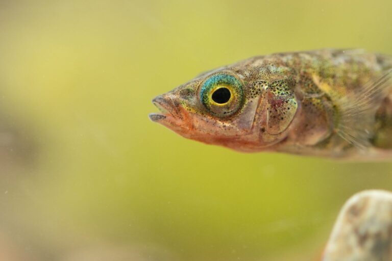 Ciernik | Magazyn zooplus