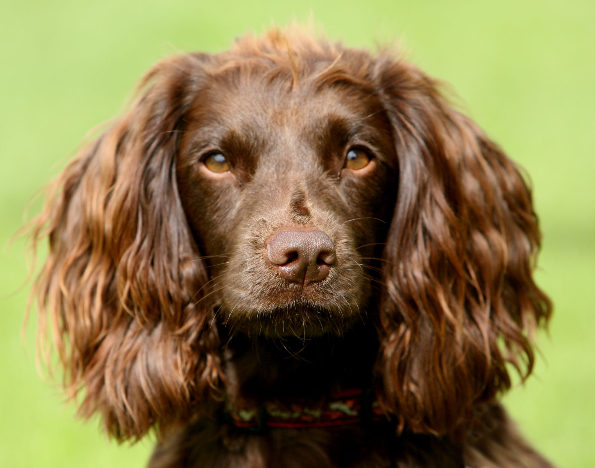 Field Spaniel | Magazyn zooplus