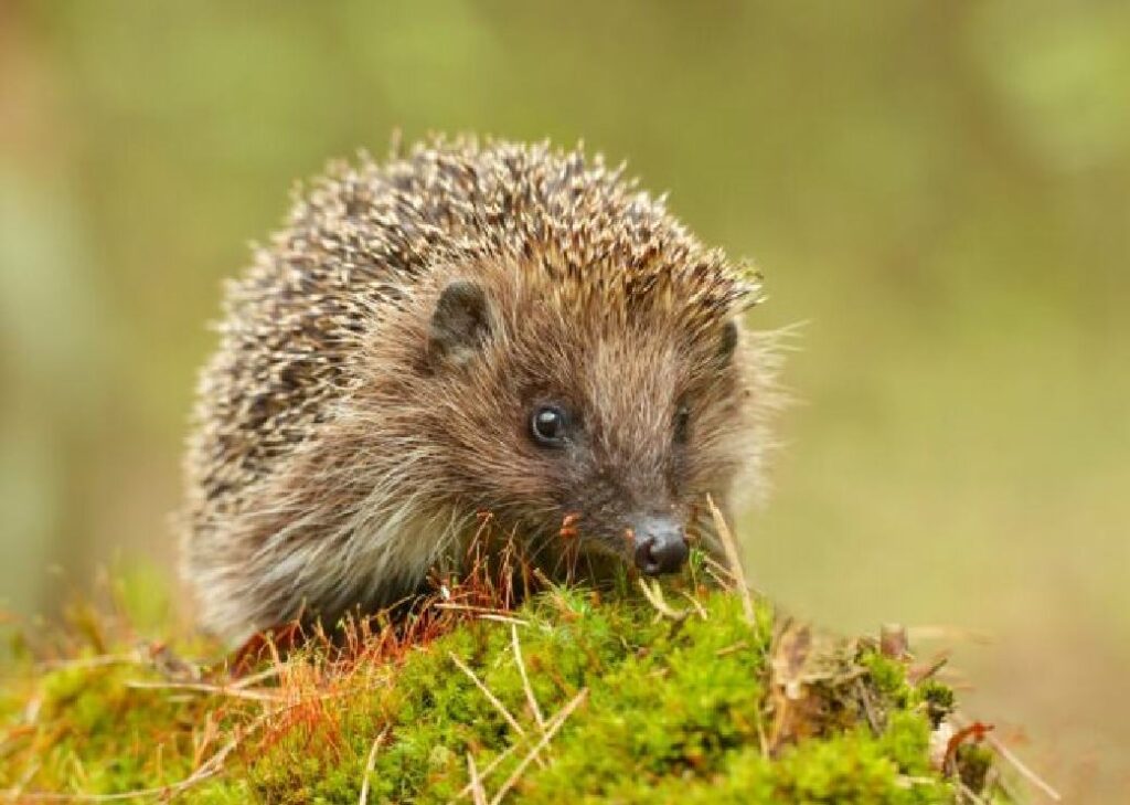 Jeż | Magazyn zooplus