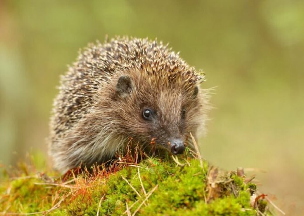 Jeż | Magazyn zooplus