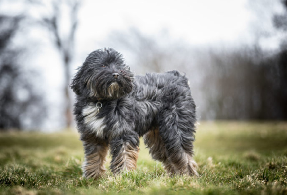 Terier tybetański | Magazyn zooplus