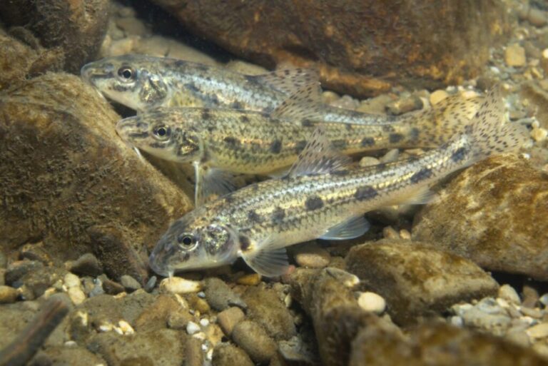 Kiełb | Magazyn zooplus