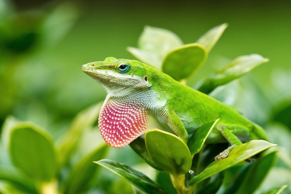 Anolis zielony | Magazyn zooplus