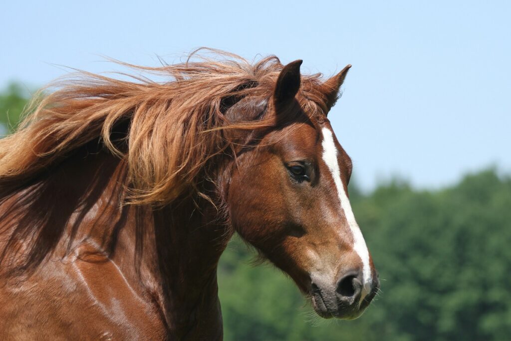 Freiberger | Magazyn zooplus