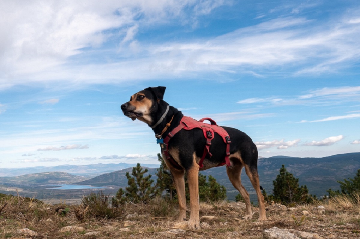 Huntaway nowozelandzki | Magazyn zooplus