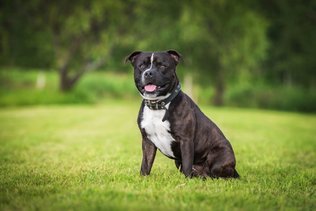 Staffordshire bull terier | Magazyn zooplus
