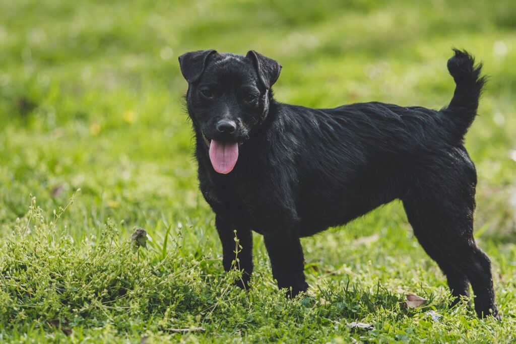 Patterdale terier | Magazyn zooplus