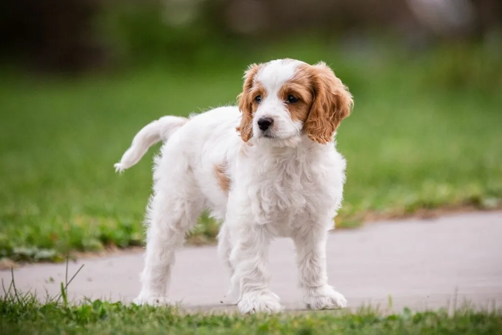 Cavachon | Magazyn zooplus