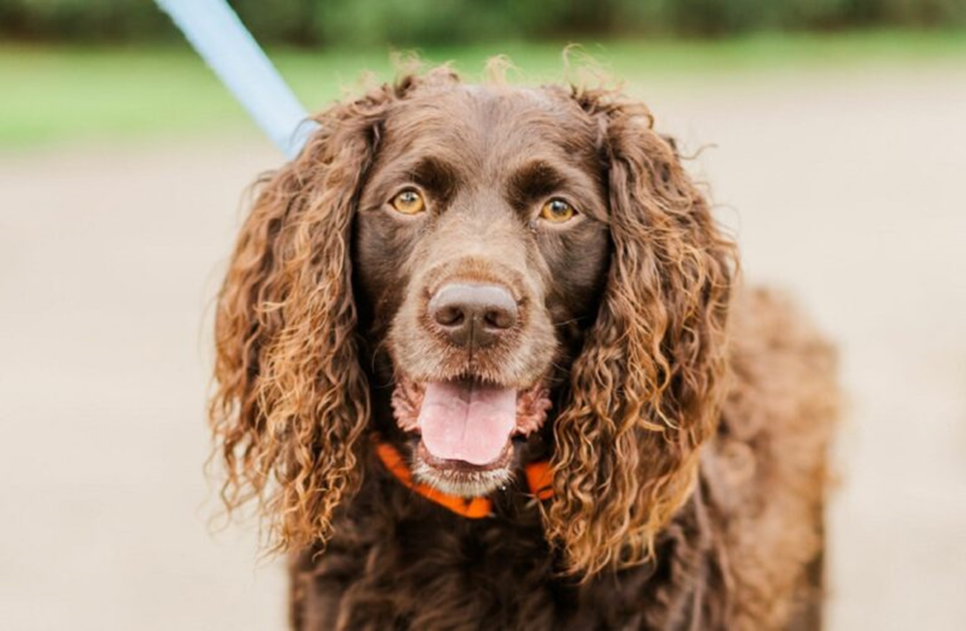 Boykin spaniel | wszystko o rasie w Magazynie zooplus