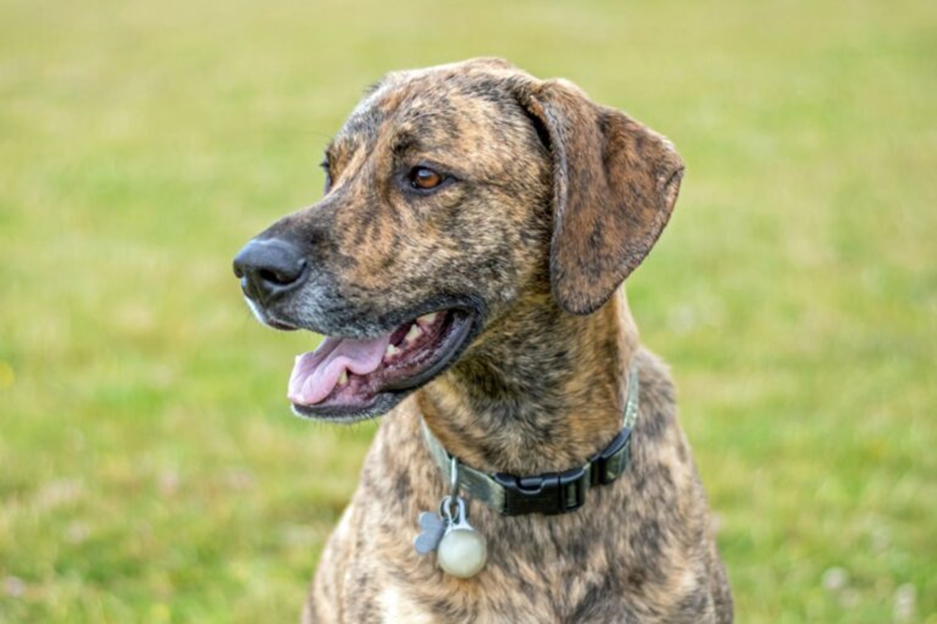 Plott Hound | wszystko o rasie w Magazynie zooplus