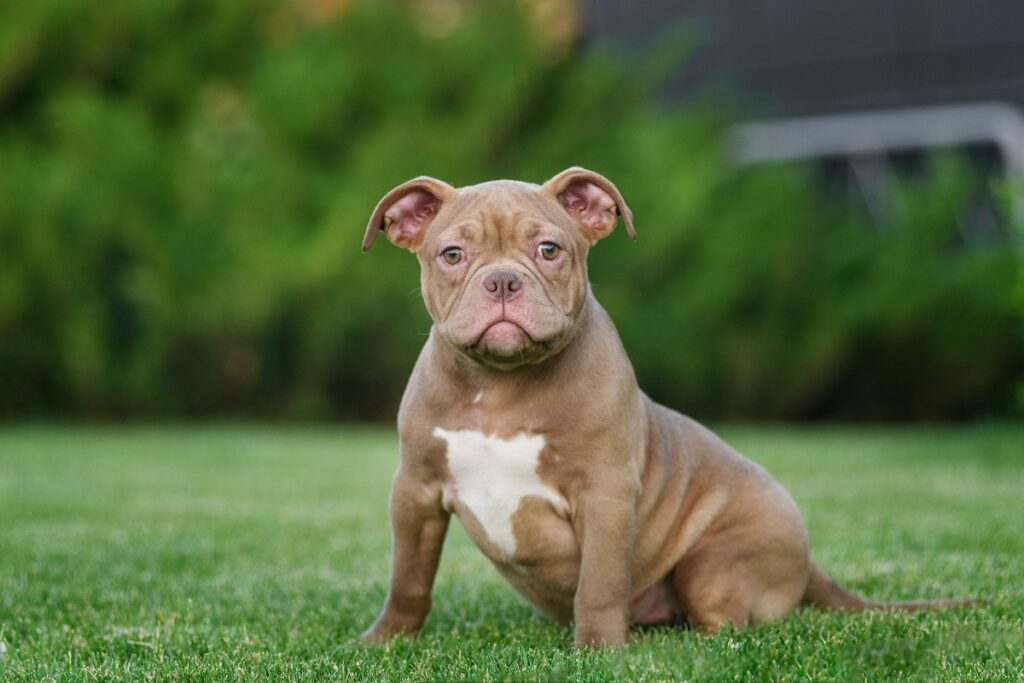 American bully | Magazyn zooplus